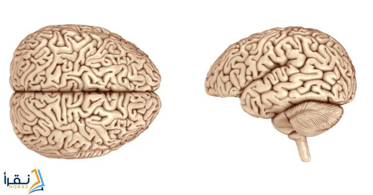 مقال علمي عن الدماغ وتعرف على أجزاء الدماغ و طريقة العمل و الأمراض التى